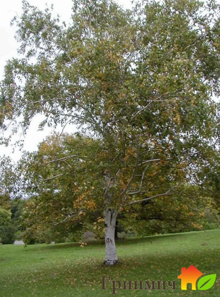 Берёза бумажная