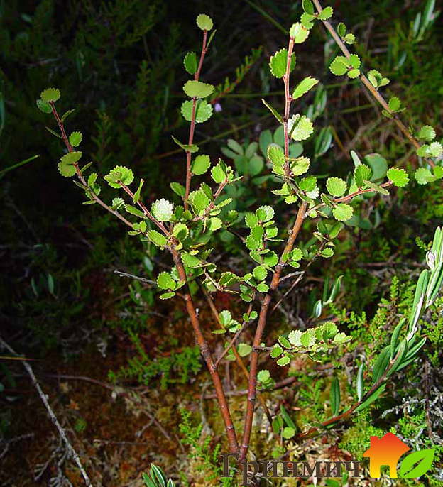 Берёза карликовая